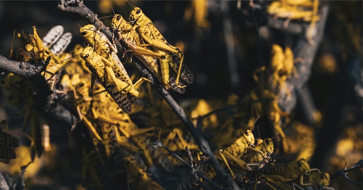 The Curious Case Of The Creepy Crawlies: For When The Locusts Descend ...